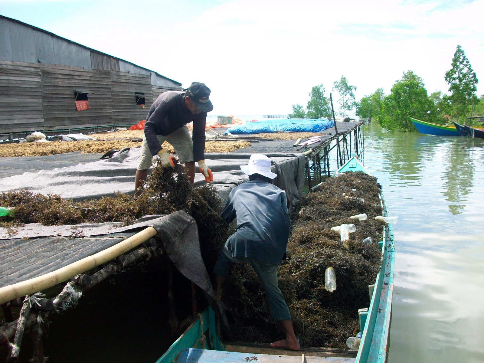 Potensi Biomass dari Budidaya Rumput Laut sangat Spektakuler ...