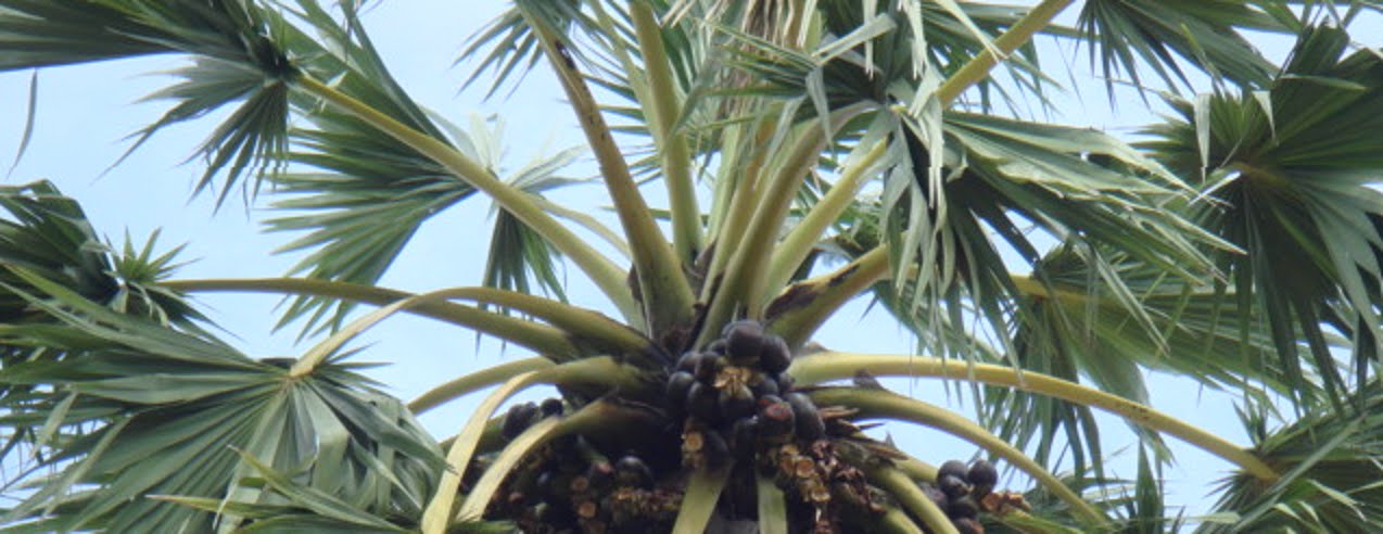 kebun siwalan: Tabel Komposisi Kimia dari Nira Siwalan dan Nira Kelapa ...