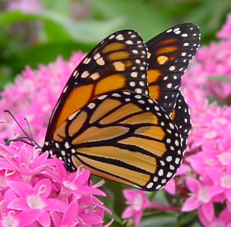 Daily Dirt at Botanica: Live Butterfly Release tomorrow