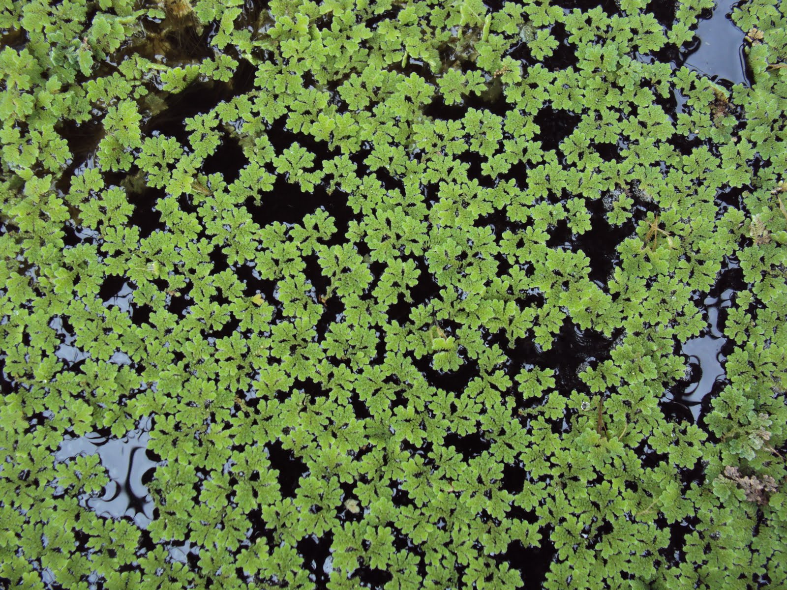 veterinarian: azolla cattle feed