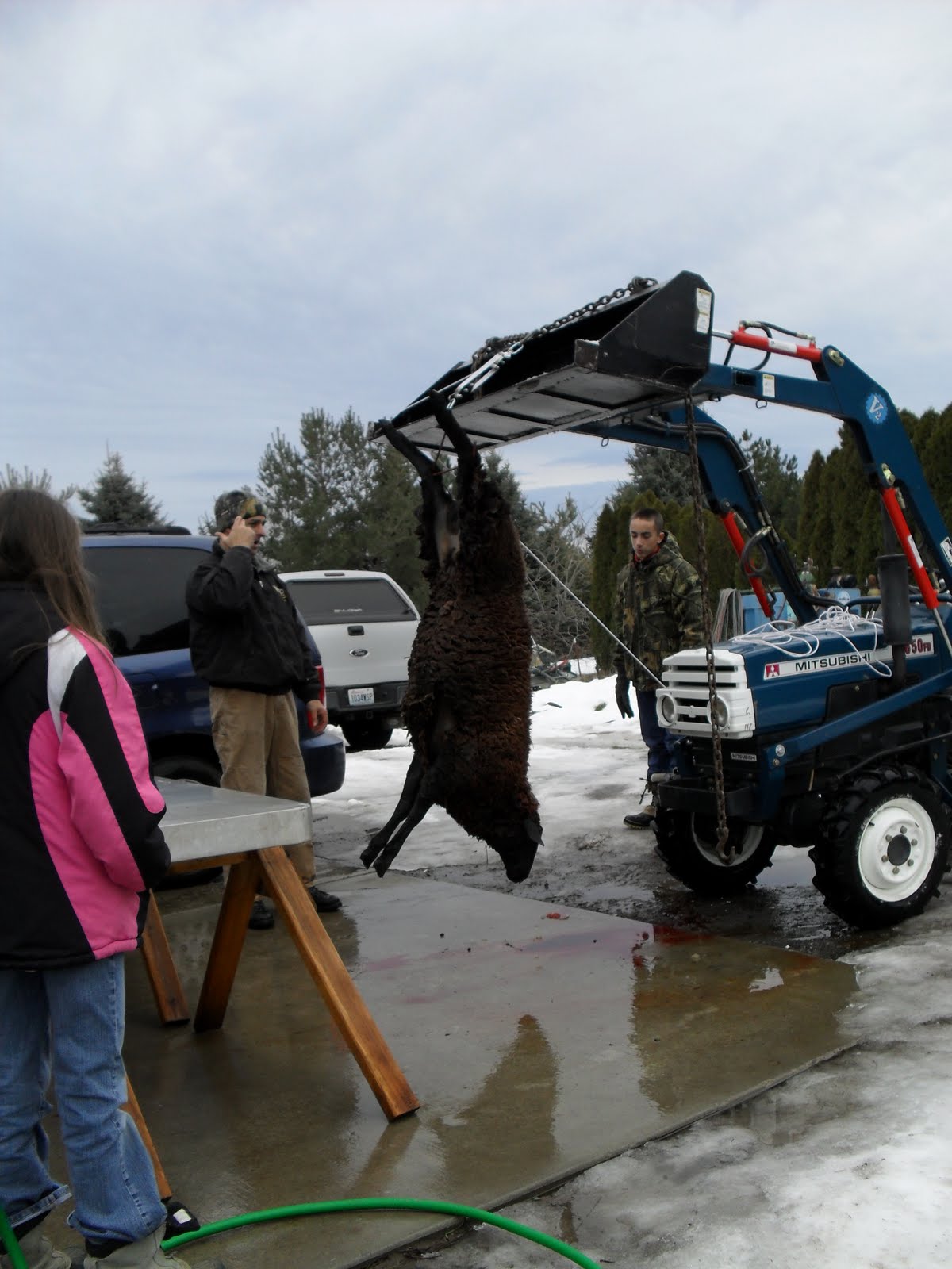 Tumbleweed Farm: Butchering Sheep