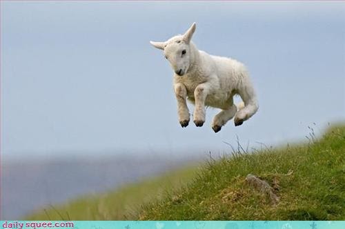 The Black Sheep Dances: White Sheep Can Dance too!