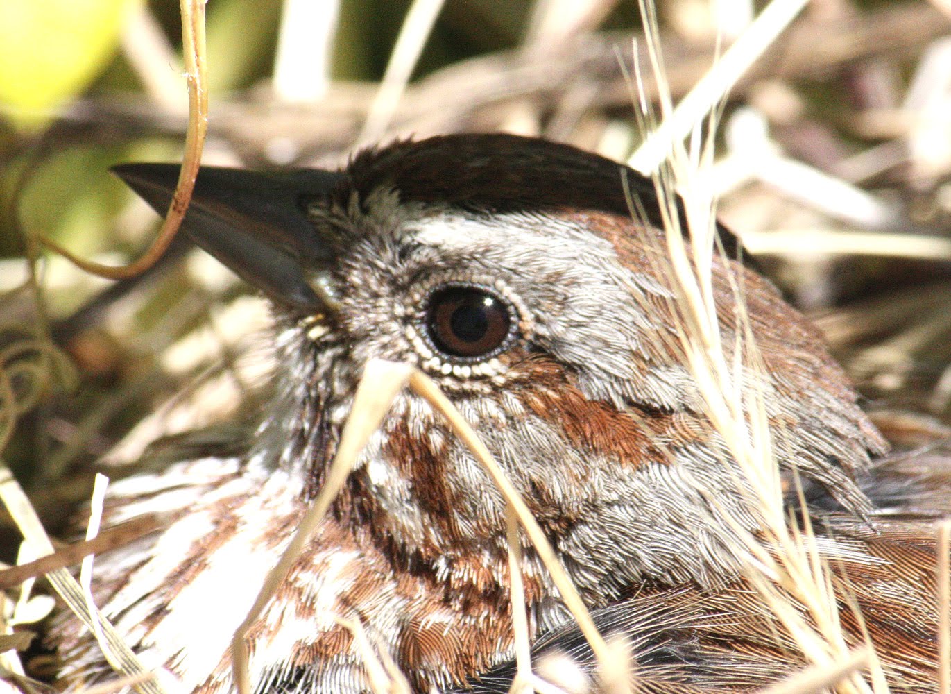 My Bird Sanctuary Dream