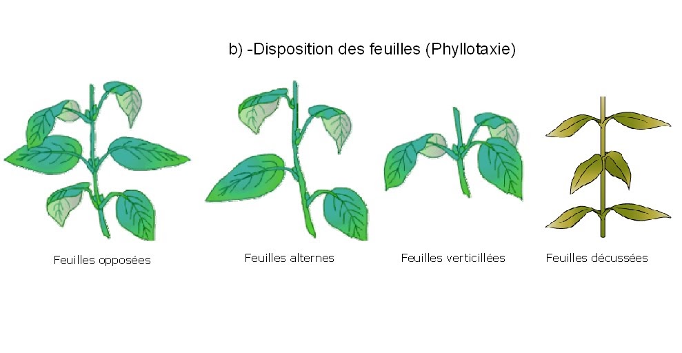 salangane974: Botanique3:disposition des feuilles