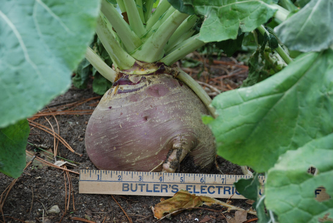 Ontario RUTABAGA