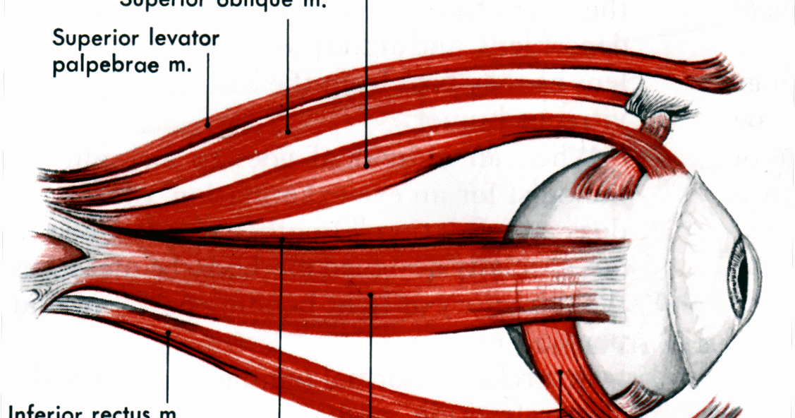 human body back muscles: Human Eye Diagram Labeled