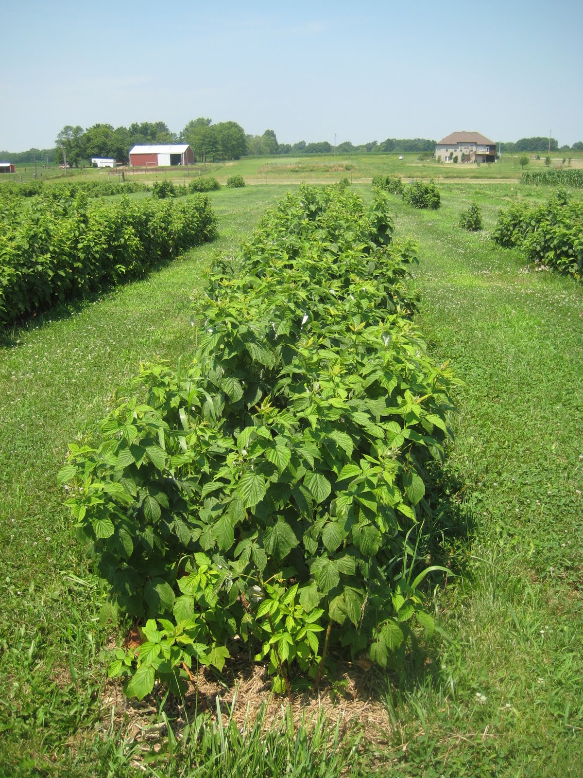 Missouri Beginning Farming: June 2010