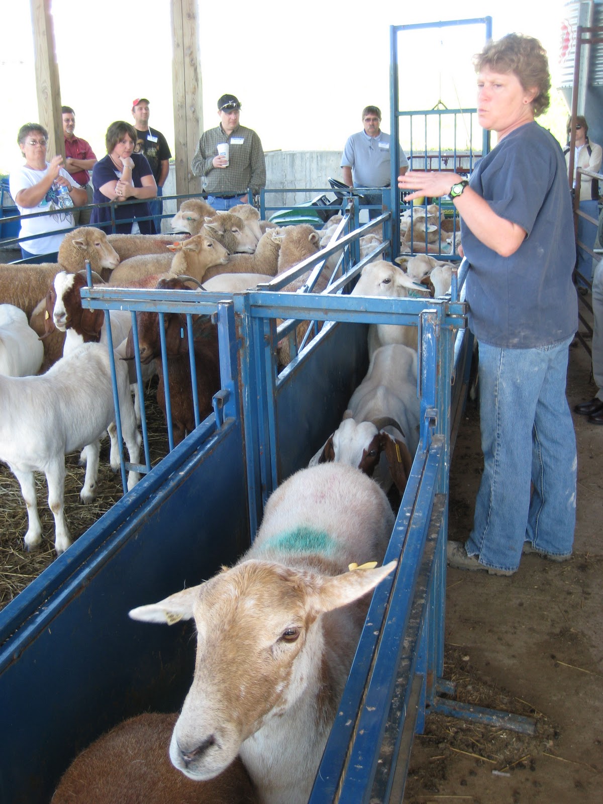 Missouri Beginning Farming: Sheep and Goat Initiative Meeting