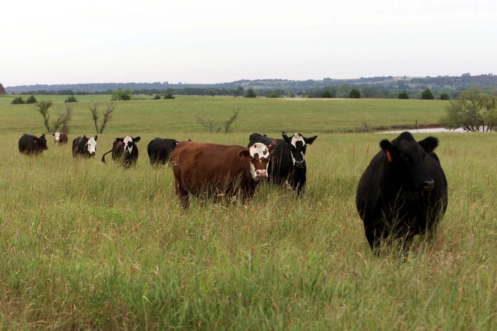 Missouri Beginning Farming: Can Naturally Raised Beef Find Its Place in ...