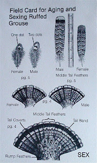 Gordon Setter Crossing: Grouse Sex Identification Chart
