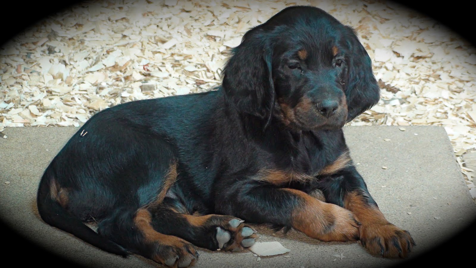 Gordon Setter Crossing: Gordon Setter Puppies At 6 Weeks Old