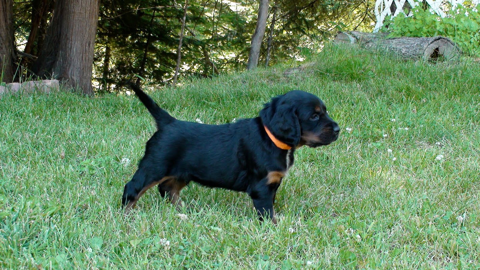 Gordon Setter Crossing: A New TOY for The Gordon Setter Puppies