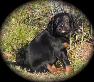 Gordon Setter Crossing: Adopting A Gordon Setter