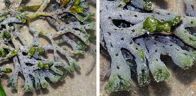 wild shores of singapore: Wildfacts updates: January sightings ...