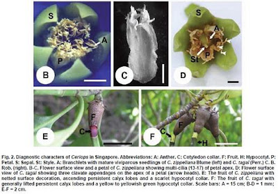 wild shores of singapore: A new mangrove record: Ceriops zippeliana