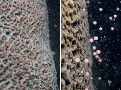 Celebrating Singapore's BioDiversity!: Orgy on Singapore Reefs: coral ...