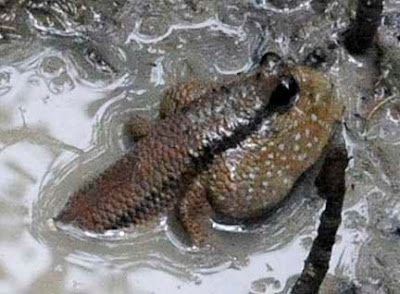 wild shores of singapore: Massive mudskippers and Mad Murai at Pasir Ris