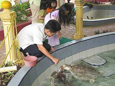 wildsingapore news: Turtle-watching season in Kuantan, Malaysia begins