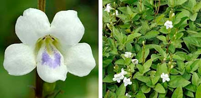 wild shores of singapore: Flowerful day at Pulau Semakau