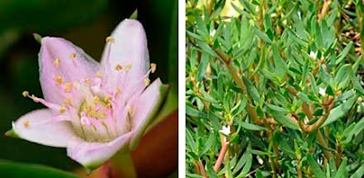 wild shores of singapore: Flowerful day at Pulau Semakau