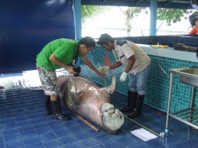 wild shores of singapore: Dugong’s last moments a frantic fight for ...