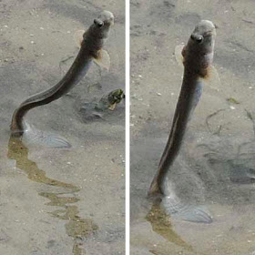 Mudskipper Jumping