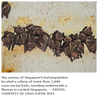 Celebrating Singapore's BioDiversity!: Bats in Singapore: one new ...