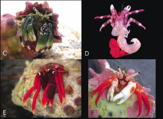 wild shores of singapore: Amazing Anomurans: Global checklists now in ...