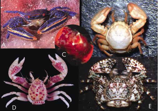 wild shores of singapore: Amazing Anomurans: Global checklists now in ...