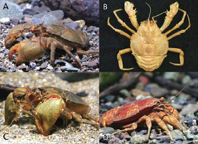 wild shores of singapore: Amazing Anomurans: Global checklists now in ...