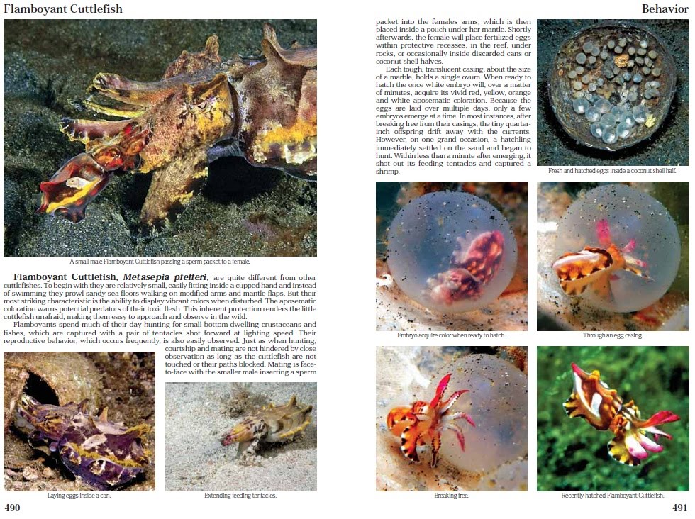 wild shores of singapore: Launch of Reef Creature Identification ...
