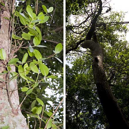 wild shores of singapore: More mangroves at Kranji in the New Year
