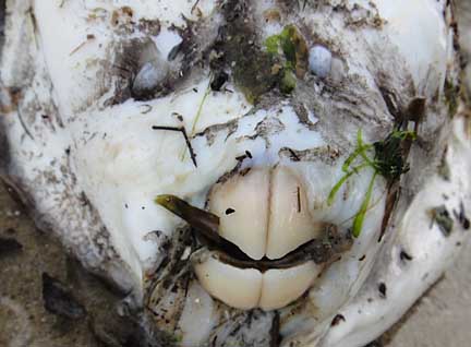 Coochie coo fugu : r/gifs