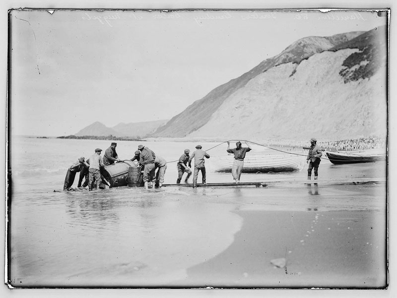 cabovolo: Joseph Hatch, el hombre que “coció” dos millones de pingüinos ...