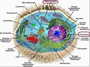 Mitosens Progress to Moving Genes from Mitochondria to the Nucleus ...