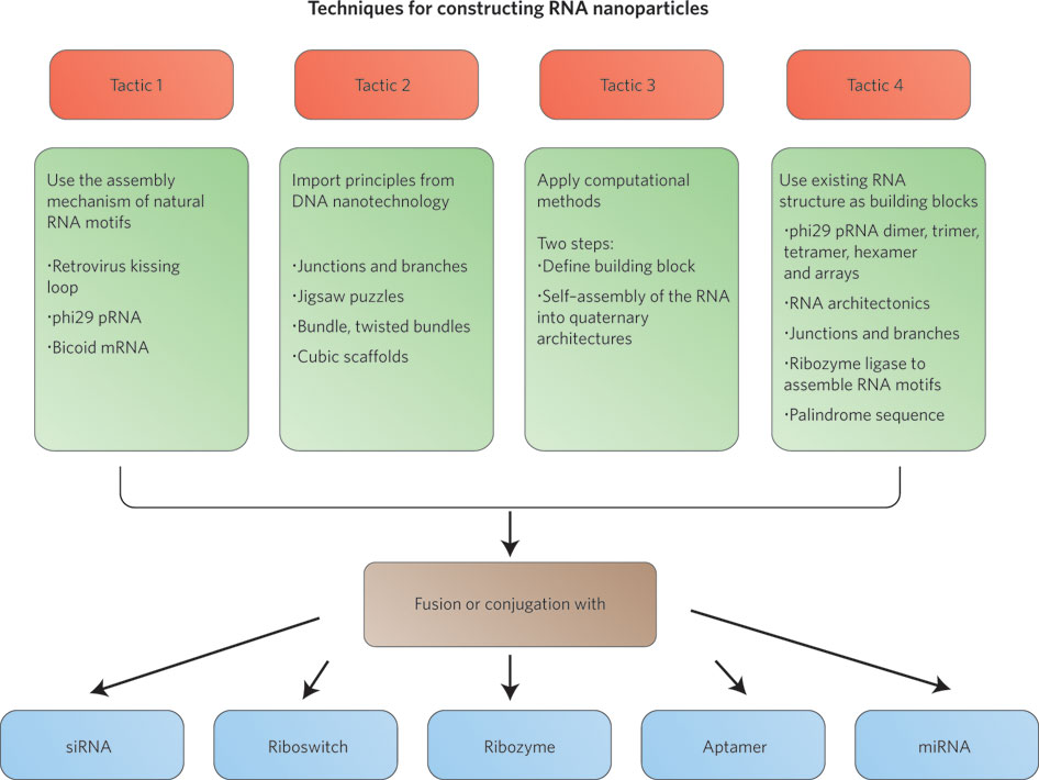 The emerging field of RNA nanotechnology | NextBigFuture.com