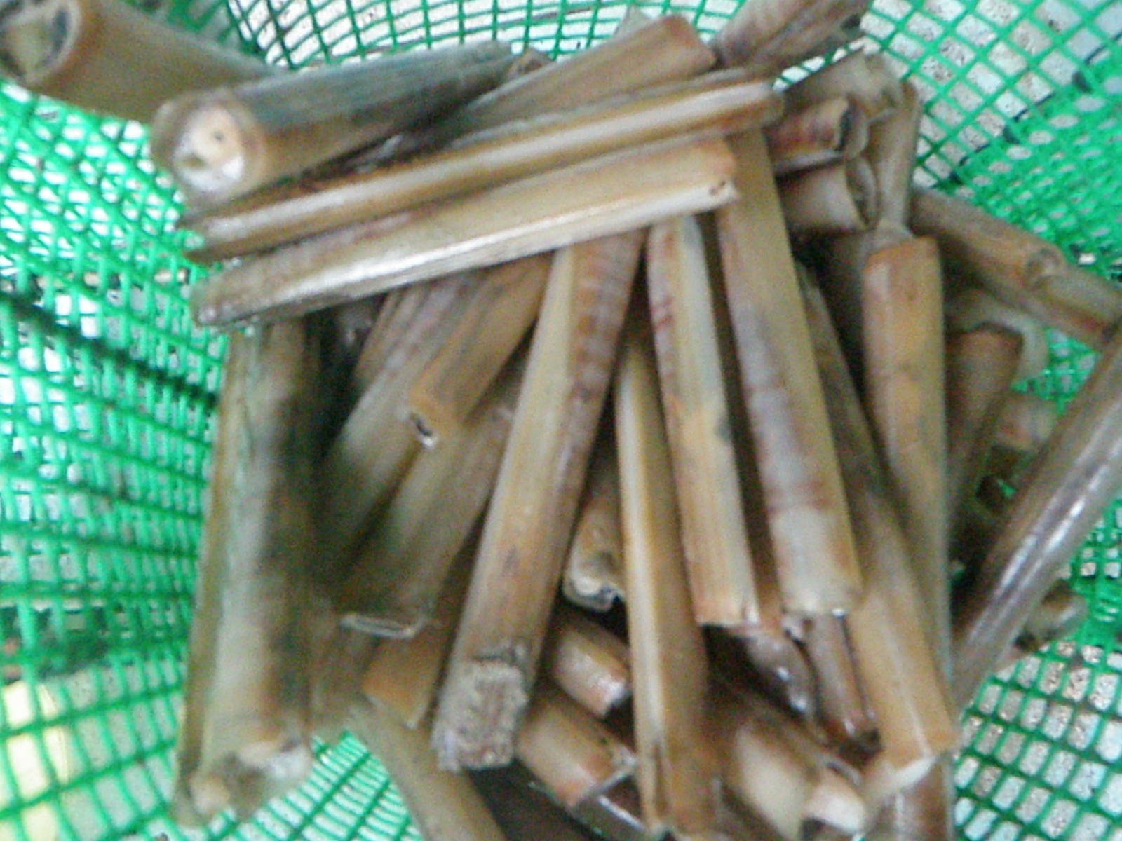 asnahfamily: Ambal atau siput buluh