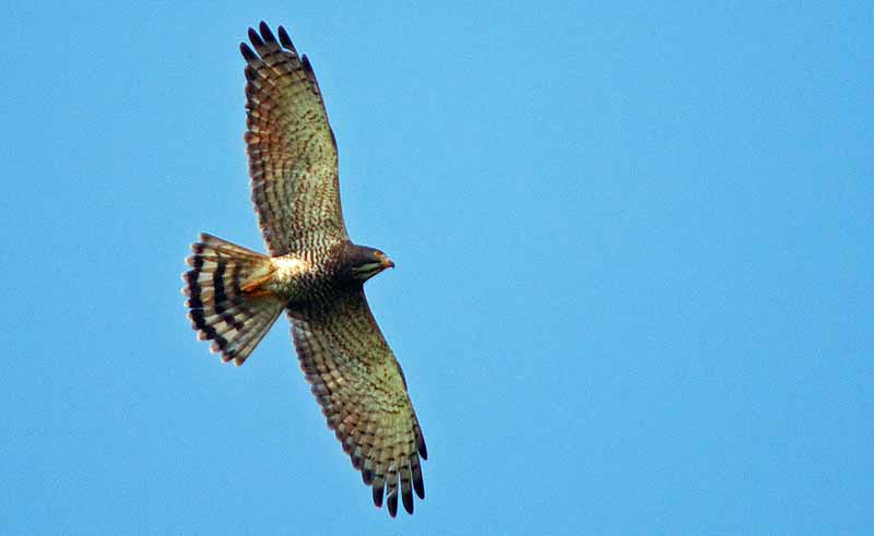 Ryukyu Life: Wildlife Photo (Bird) Grey-faced Buzzard Eagle in Flight