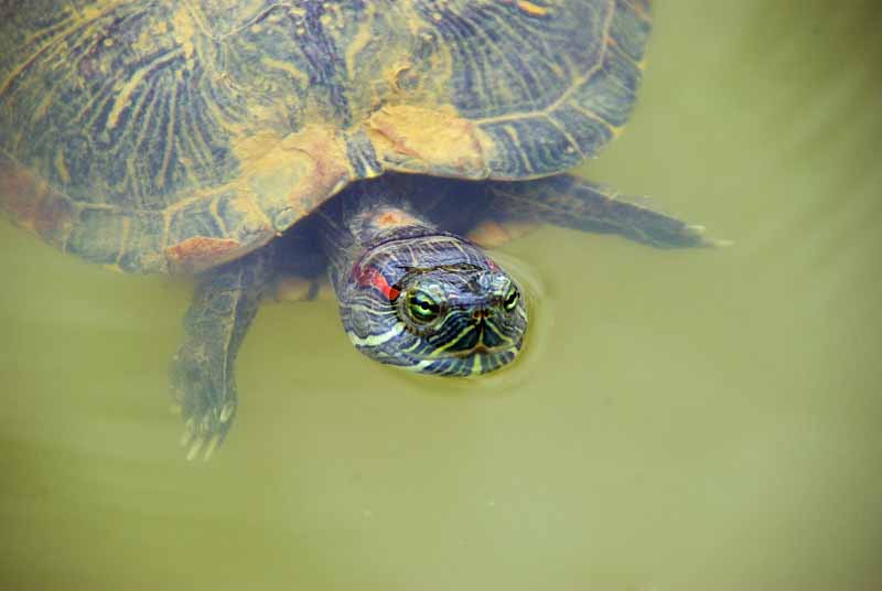 Ryukyu Life: Wildlife Photo: (Turtle) Red-eared Slider and Teenage ...