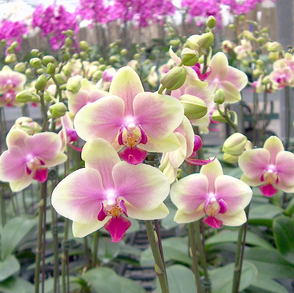 Spring Orchids Still in Bloom in California | Orchidaceous! Orchid Blog