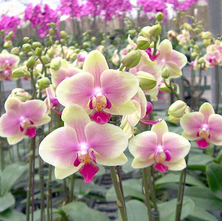 Spring Orchids Still in Bloom in California | Orchidaceous! Orchid Blog