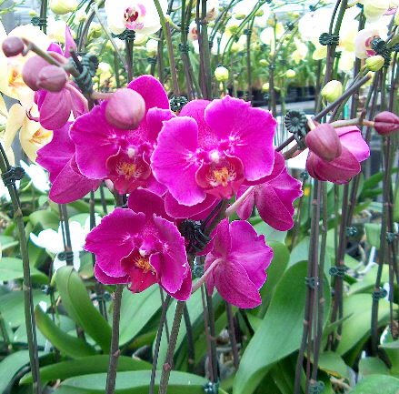 Spring Orchids Still in Bloom in California | Orchidaceous! Orchid Blog