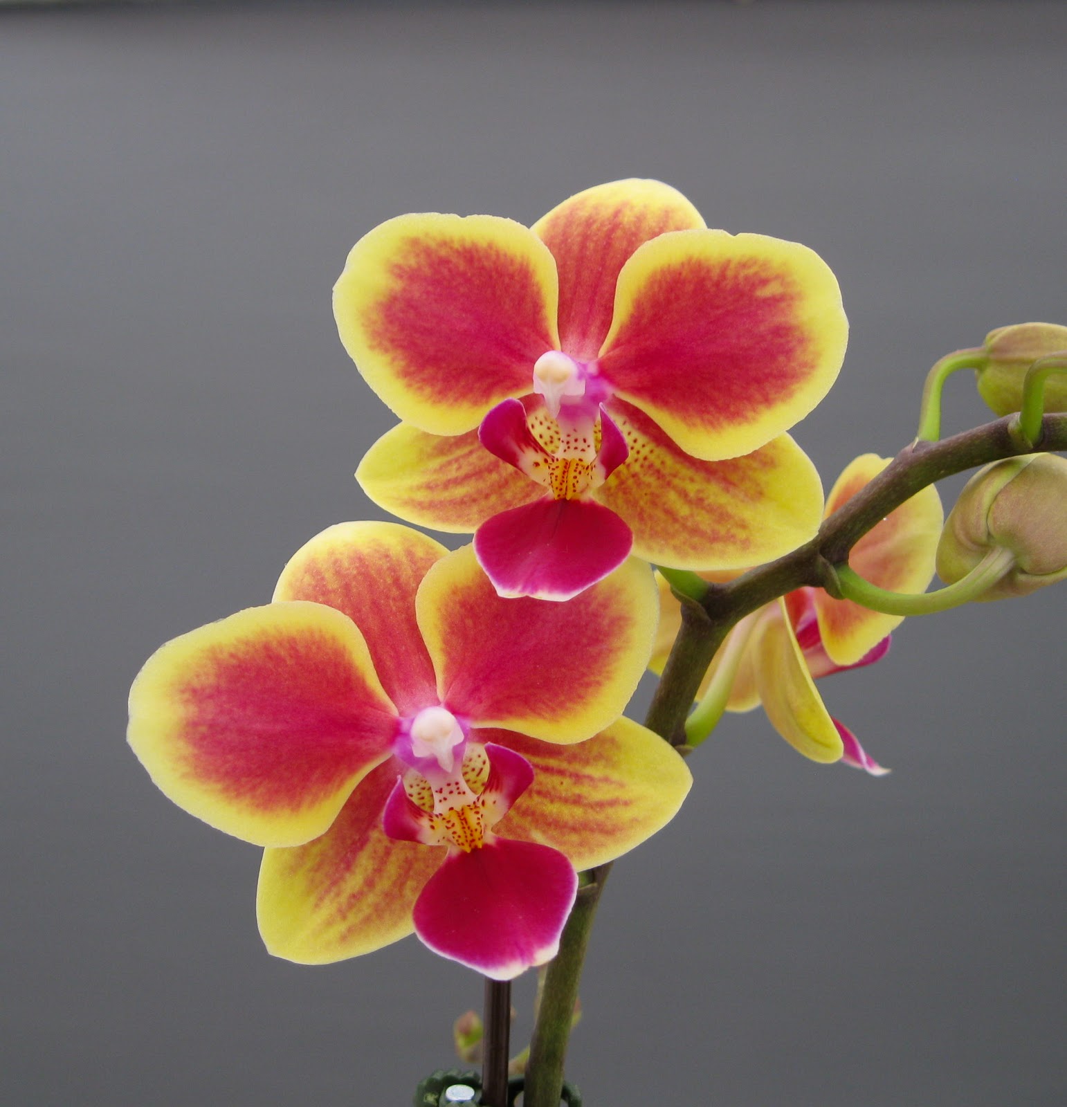 Miniature Moth Orchids | Orchidaceous! Orchid Blog
