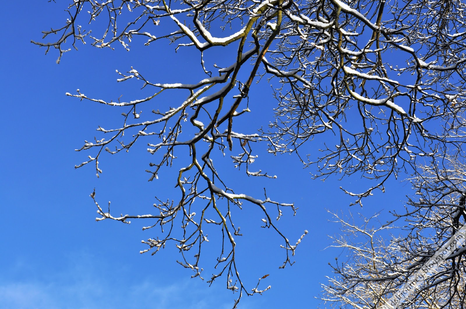 Snowy Branch | Journey to be a DSLR Pro