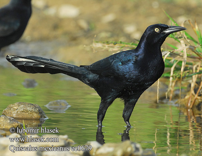 Planeta Tlalpan: Patrimonio natural