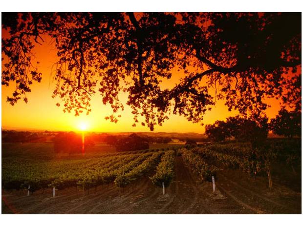 Culinary Underground: DINE IN THE VINEYARD