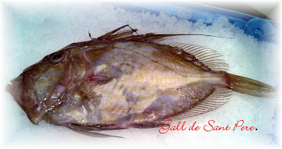 EL MILLOR PEIX: Gall ....Gall de Sant Pere
