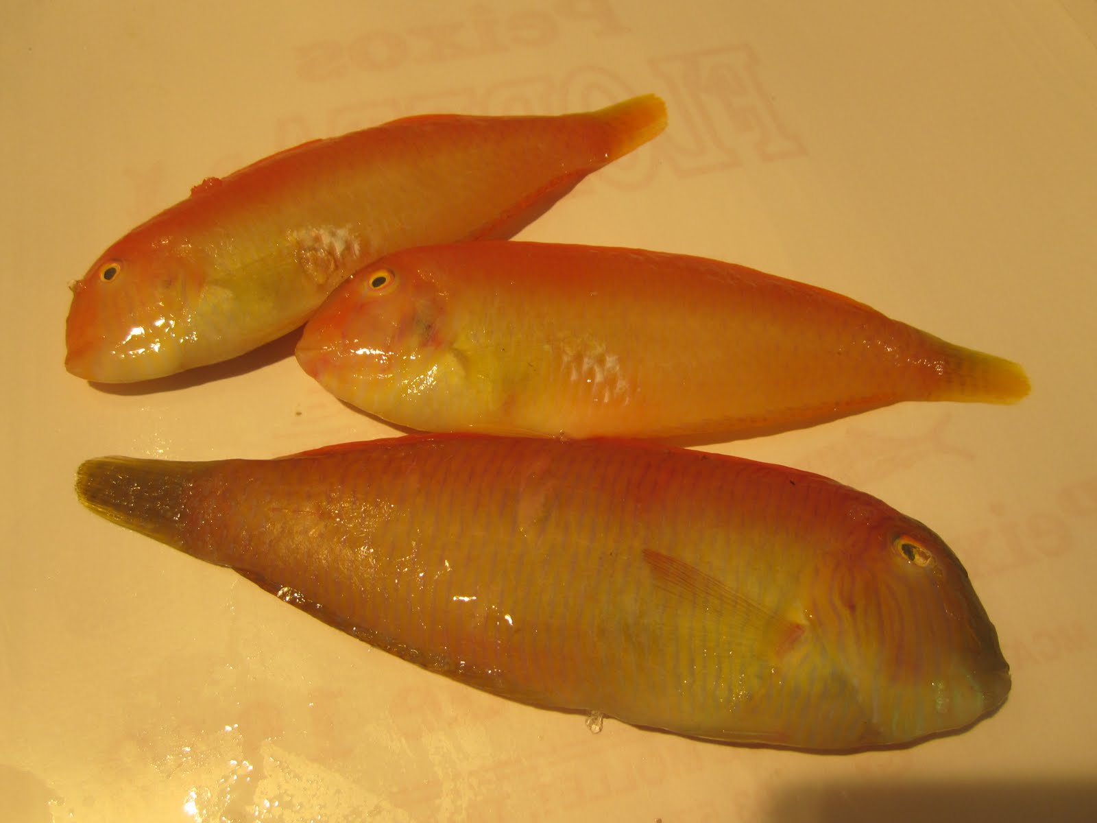 EL MILLOR PEIX: LLORITOS