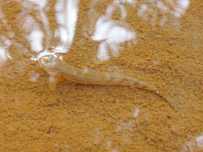 justin dive adventures: 'Longkang habitat' in Pulau Ubin
