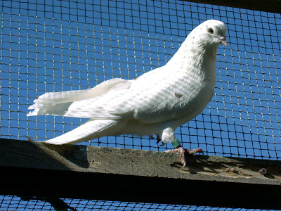 White Pigeon Photo Collection: 2_White Tippler Pigeon